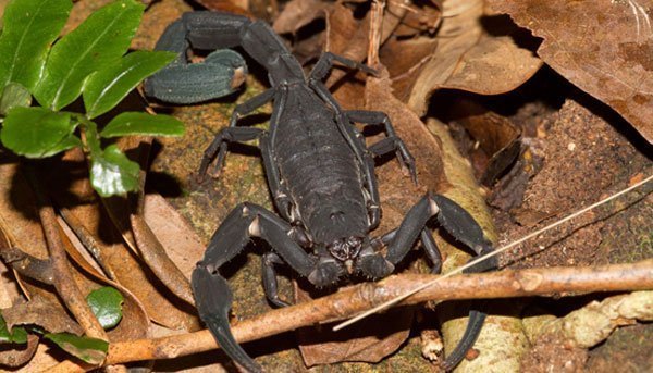 Les piqûres de scorpions au Maroc en chiffres - Médias24