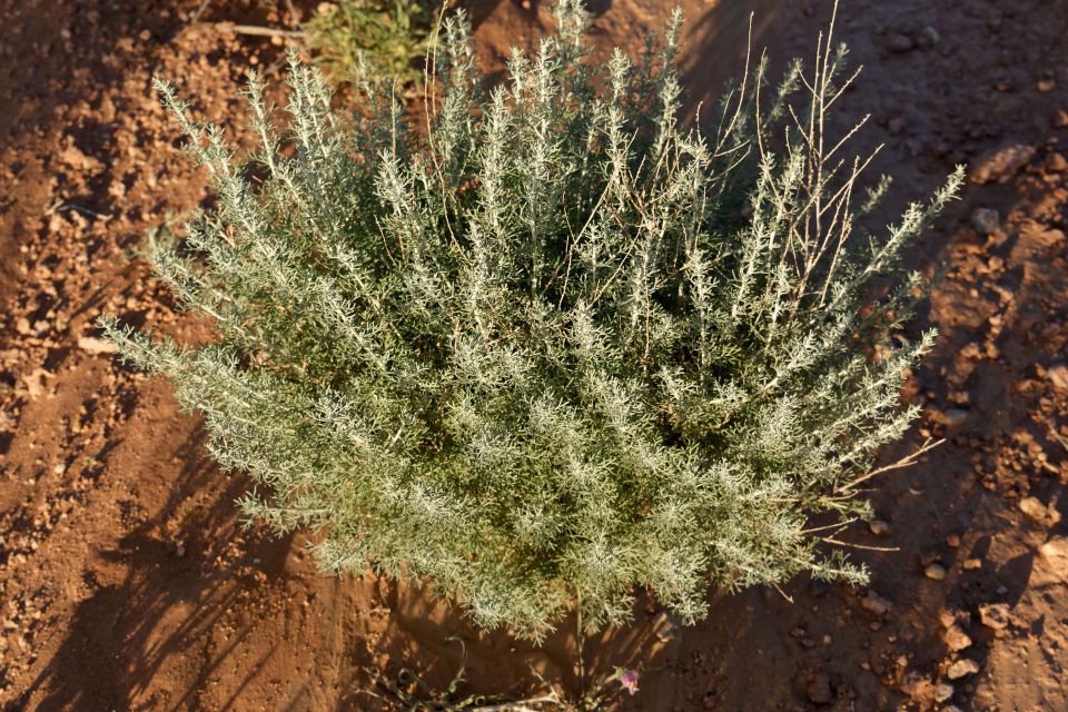 Phytothérapie. Mal utilisées, les plantes peuvent être toxiques ...