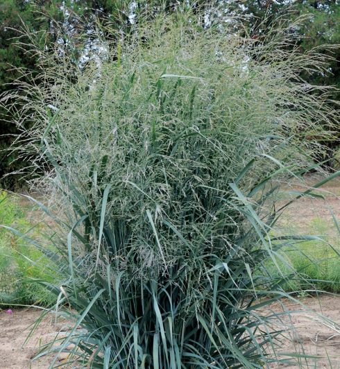 Le Blue Panicum, une plante fourragère résistante à la sécheresse et ...